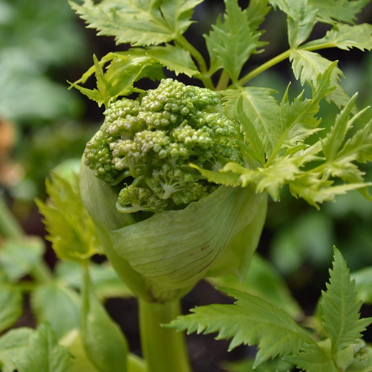 Angelica Sinensis Chinese Angelica Buy Herb Plants angelica-sinensis-chinese-angelica-buy-herb-plants