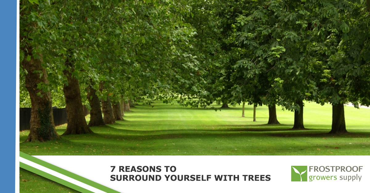 7 Reasons To Surround Yourself With Trees - Frostproof Growers Supply