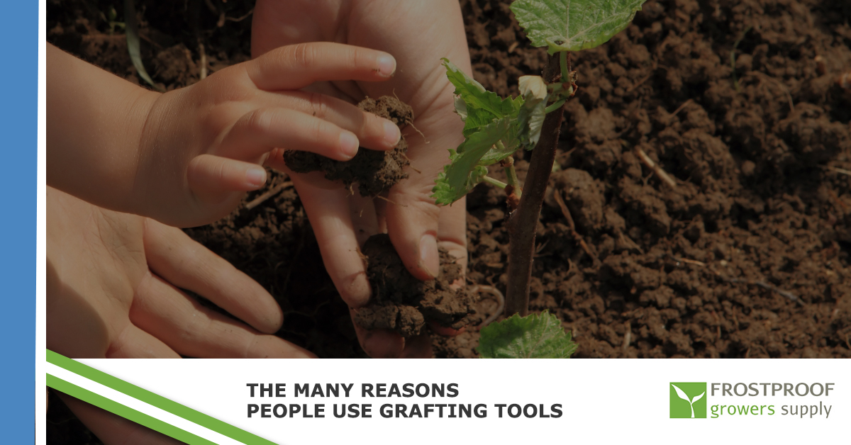 The Many Reasons People Use Grafting Tools - Frostproof Growers Supply