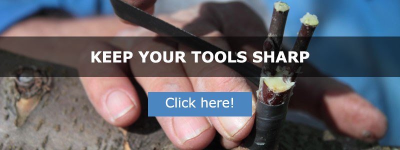 Keep A Sharp Edge For Healthier Trees - Frostproof Growers Supply