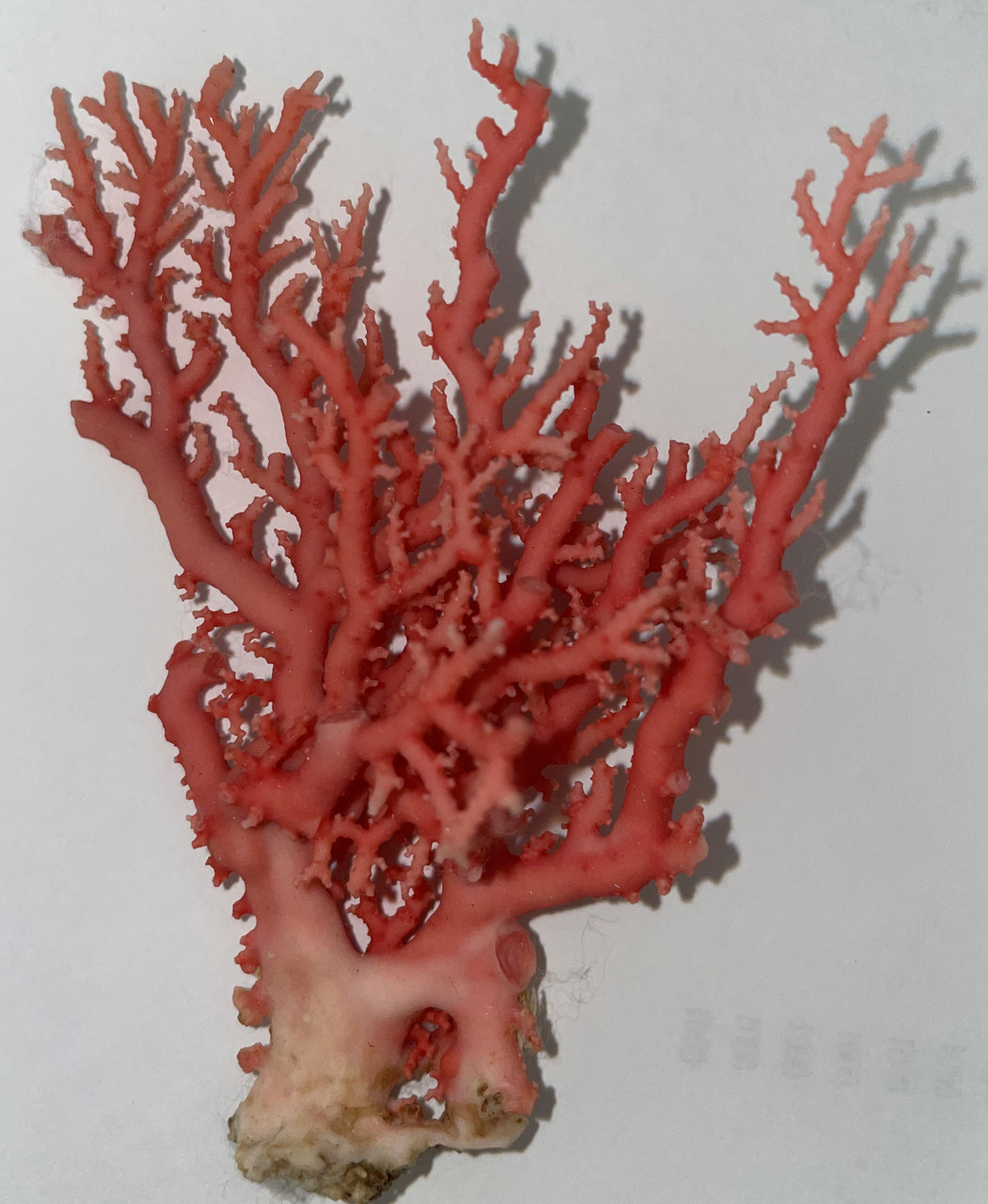 Pink Stylaster Coral-The Shell Shop Provincetown