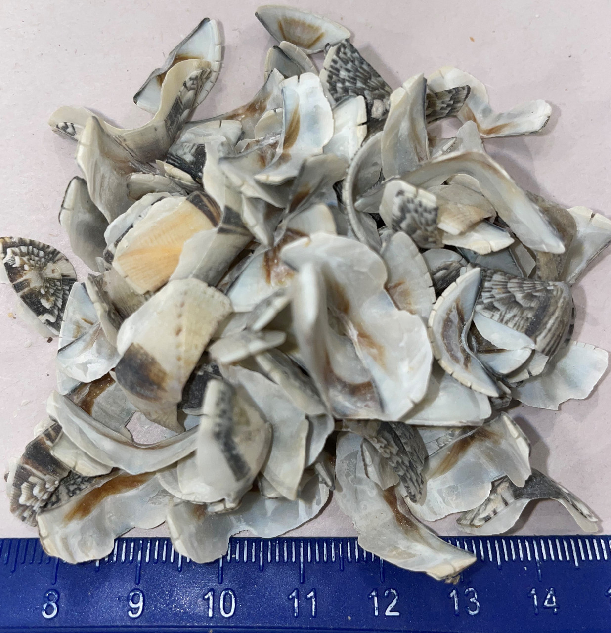 White Chiton- The Shell Shop