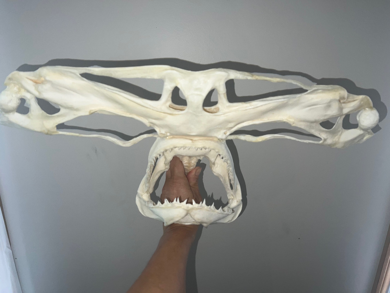 hammerhead shark skeleton