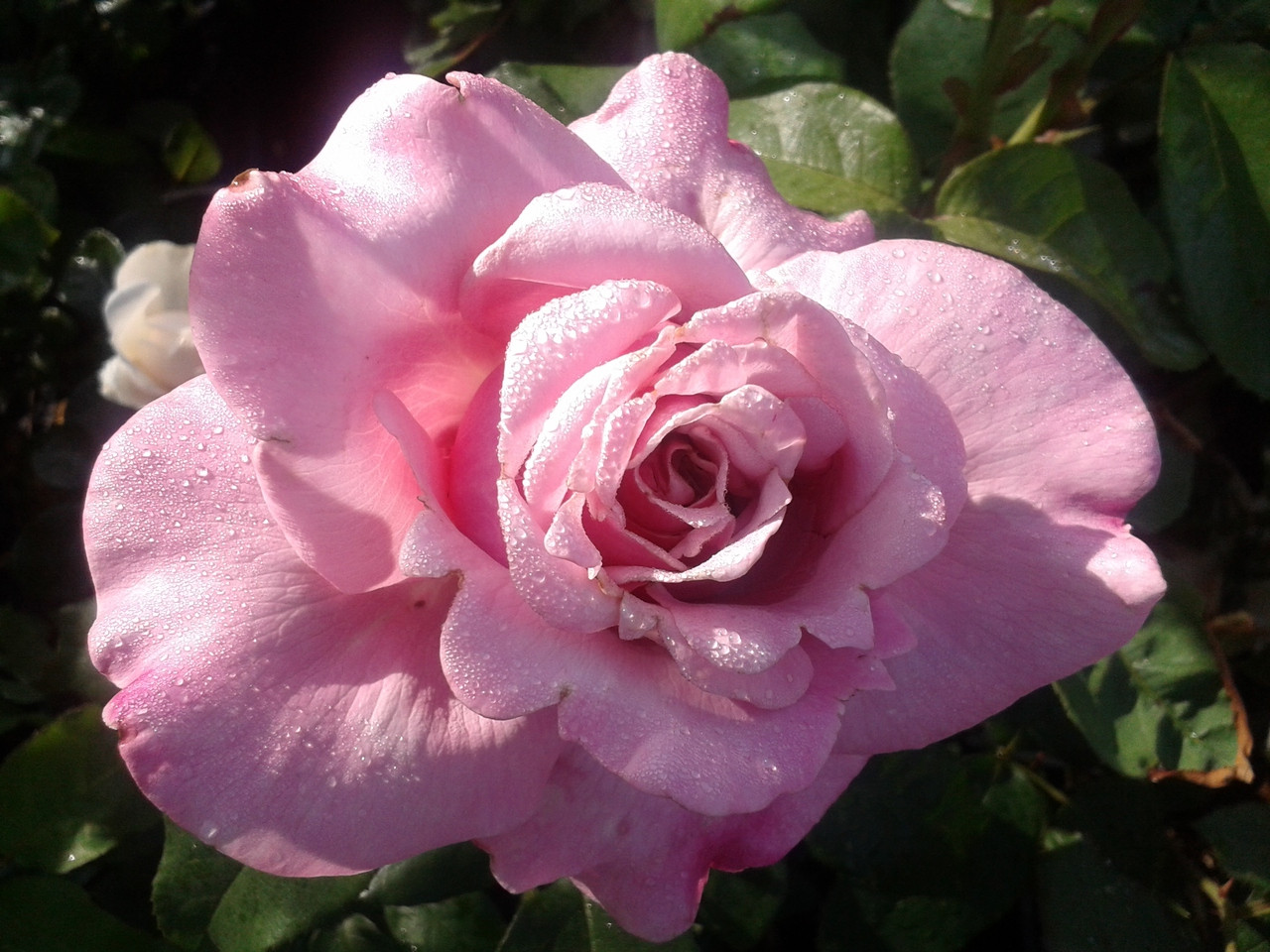 Heaven Scent 90cm Standard Rose Sold Out