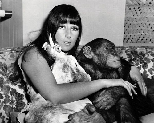 Cher poses with monkey chimpanzee & unicorn 1967 Good Times 8x10 inch ...
