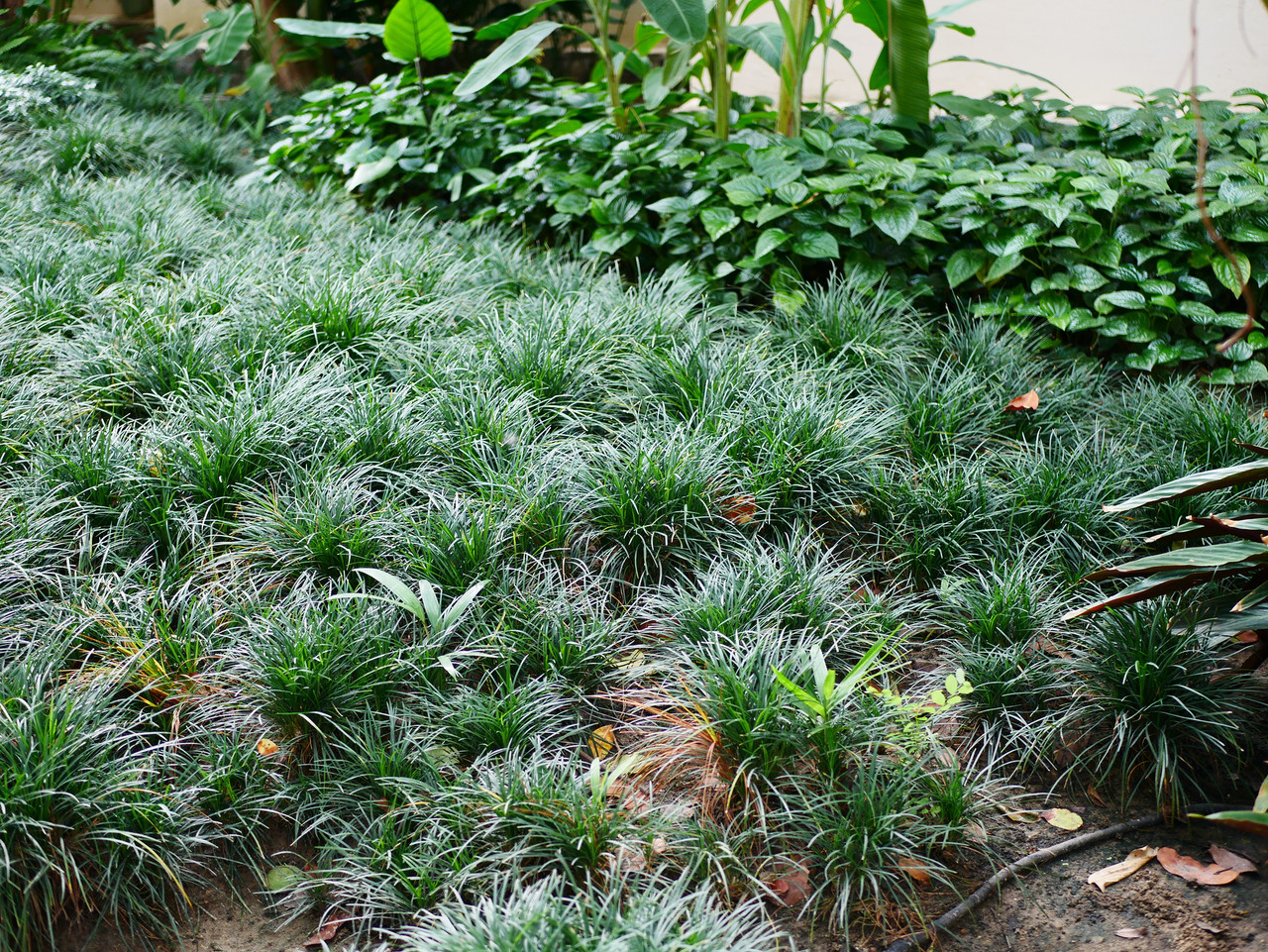 Monkey Grass Under Trees Transplanting Monkey Grass Liriope Division