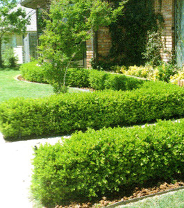 Japanese Boxwood 1 Gal PlantClearance