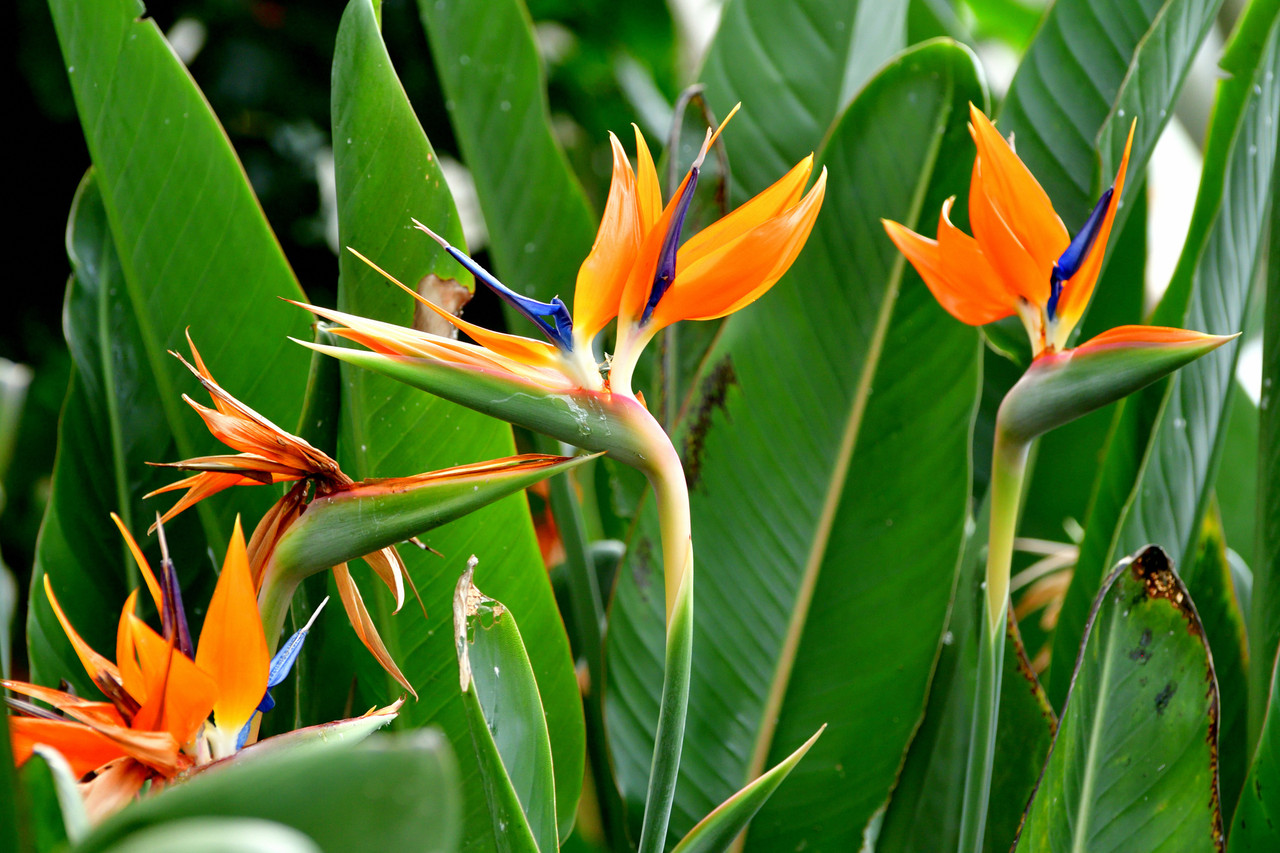 strelitzia flower