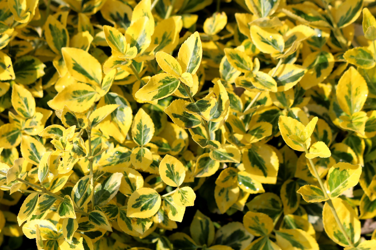 euonymus