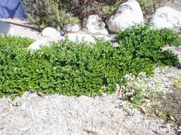 Carissa macrocarpa 'Tuttlei' ('Nana Compacta Tuttlei')('Tuttle') Natal ...