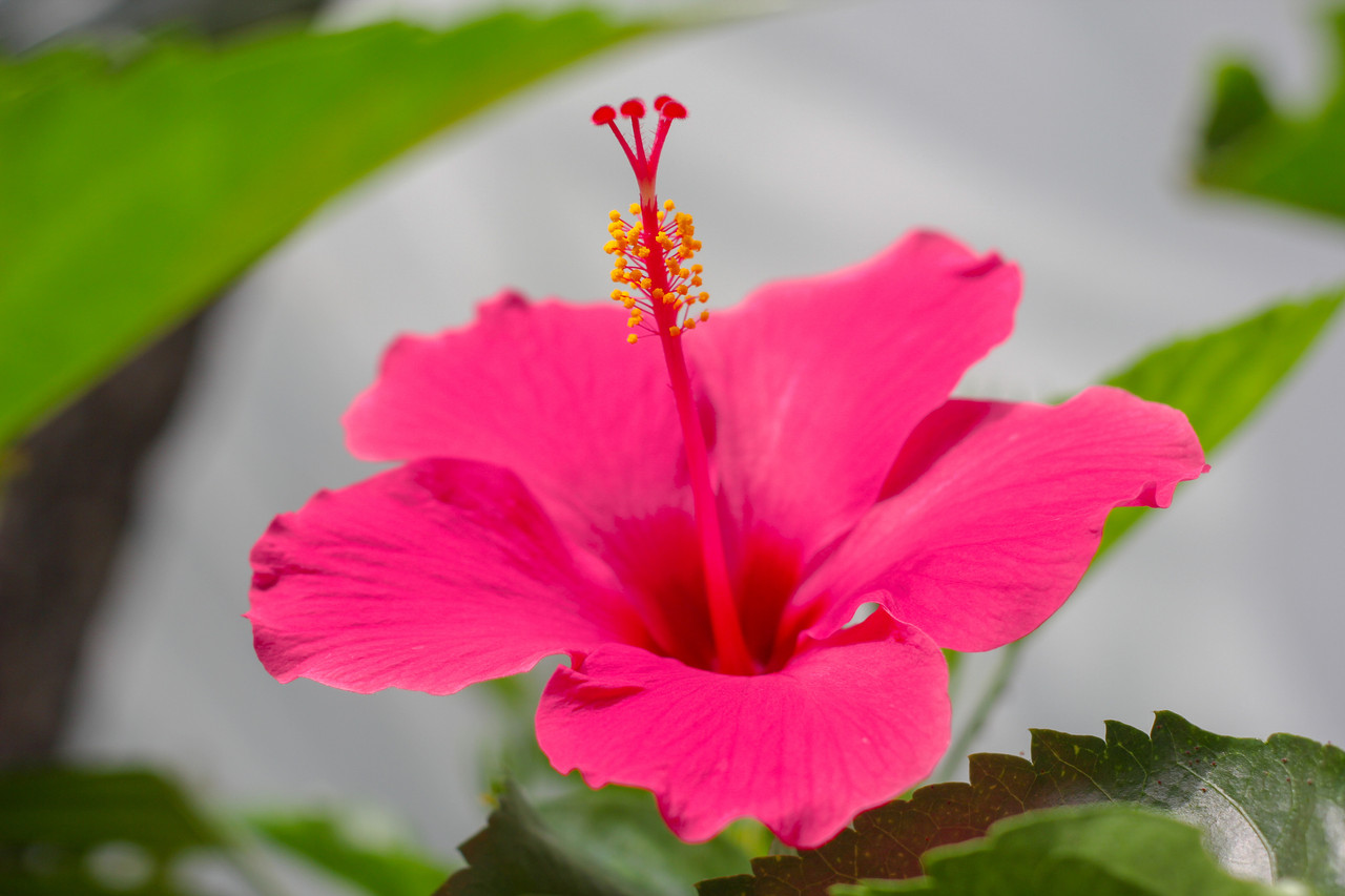 hibiscus flower