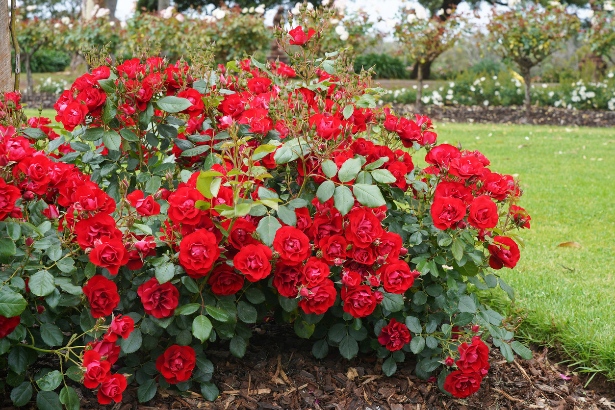 Red Iceberg Rose Bush - 5 Gallon