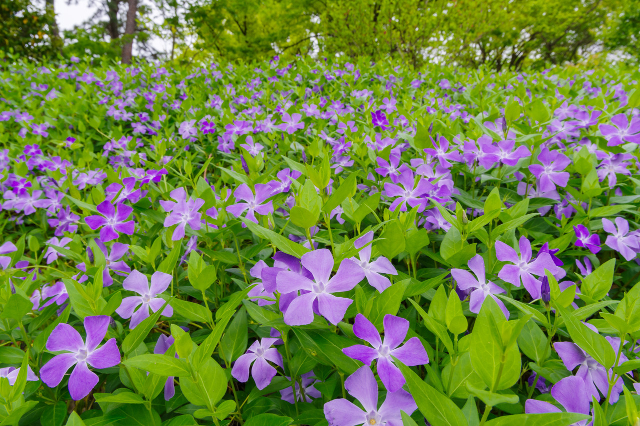 Vinca Major 'Big Leaf Periwinkle' - Flat