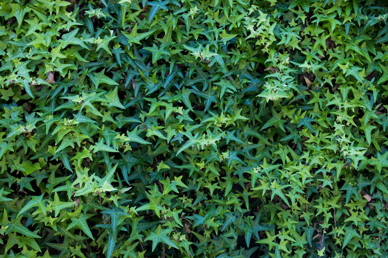 Needle Point Ivy (Vine Type) - 5 Gallon