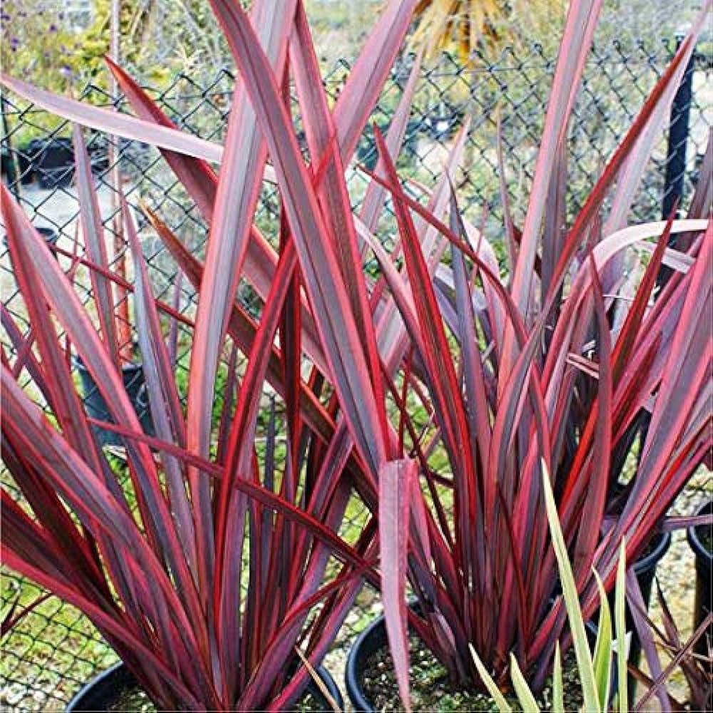 miniature phormium