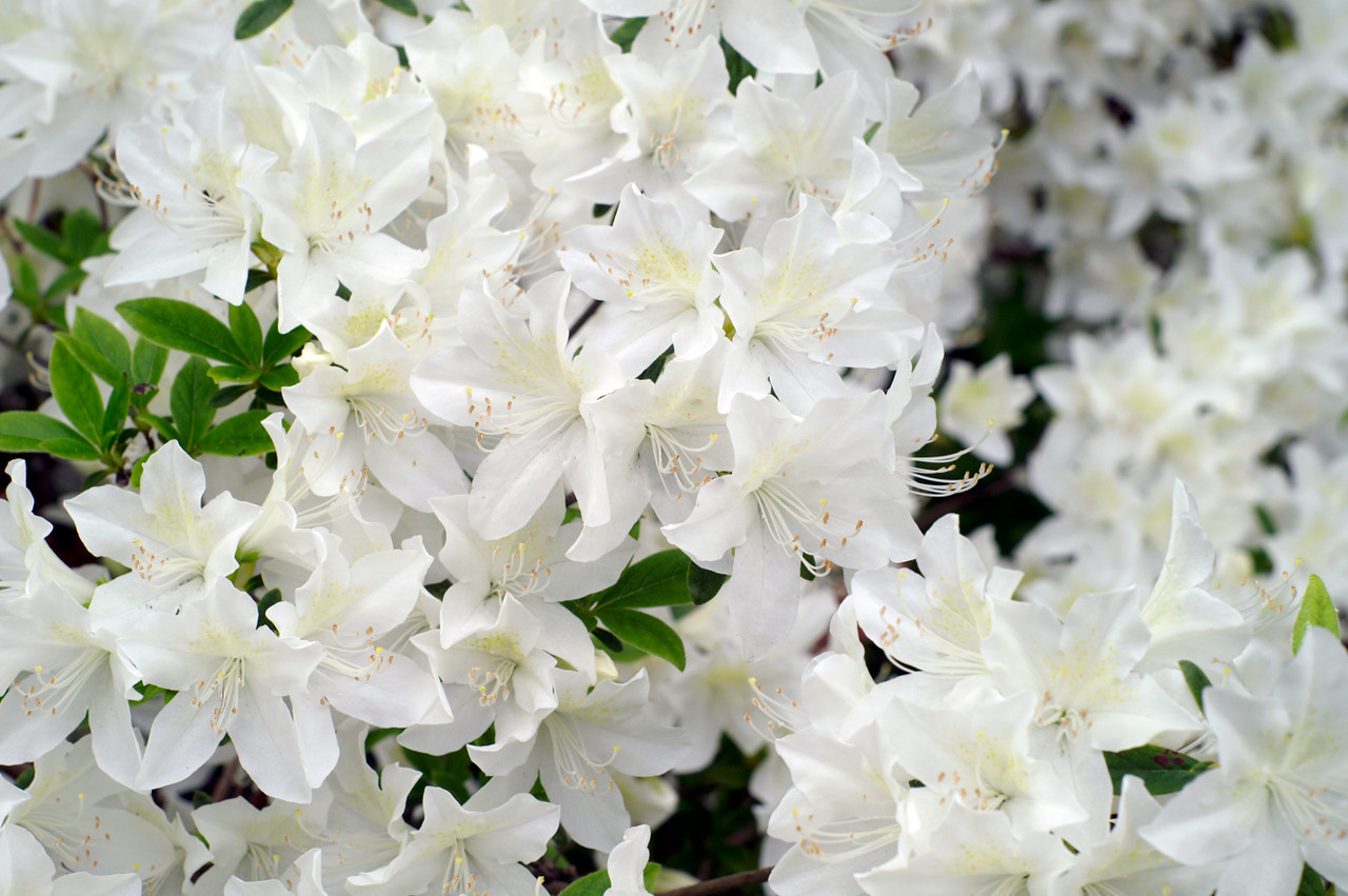 Azalea 'Alaska' - 15 Gallon