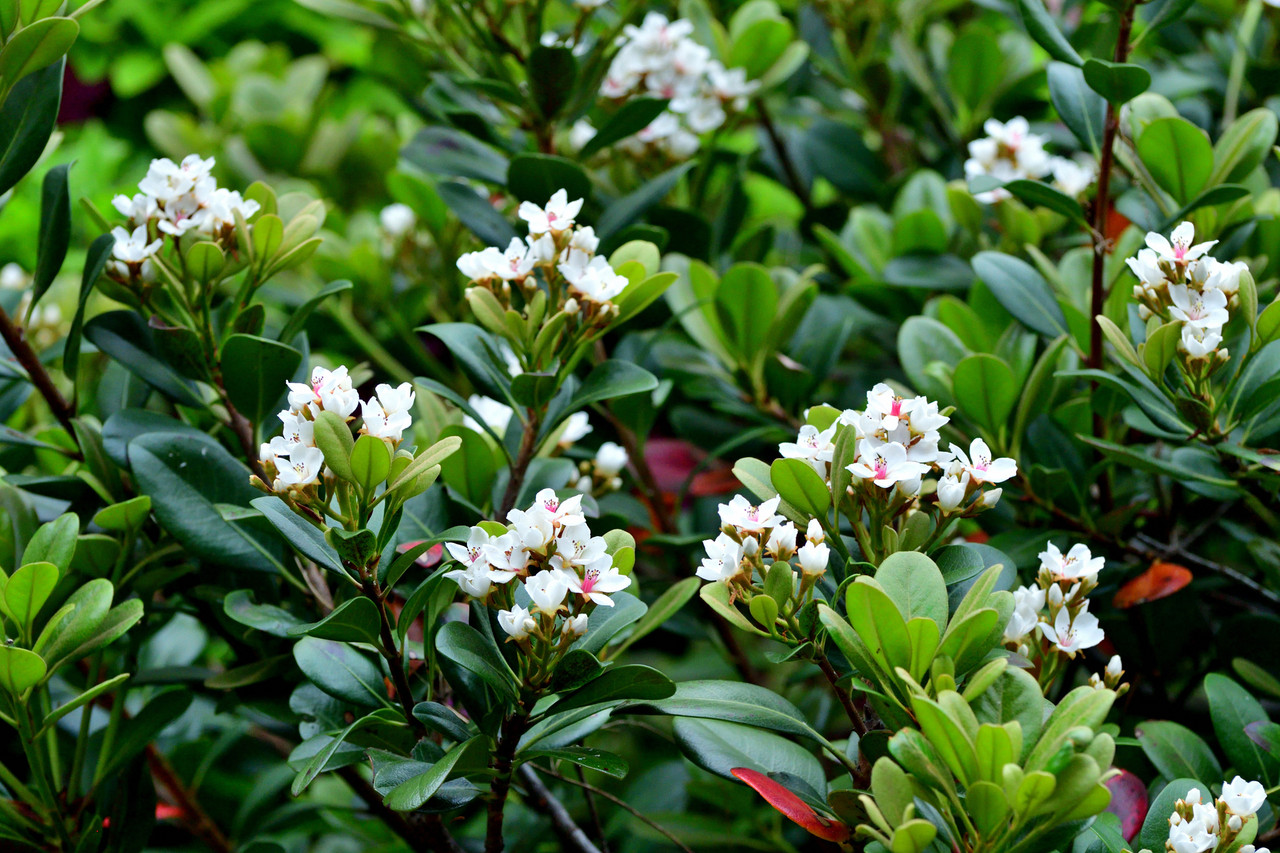 Dwarf Yeddo Hawthorn - 15 Gallon