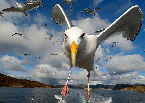 Pesky Seagulls How to Win the Battle - Birds Off