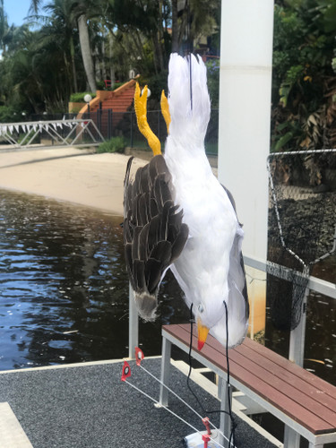 Dead Seagull Decoy - Visual Deterrent - Birds Off