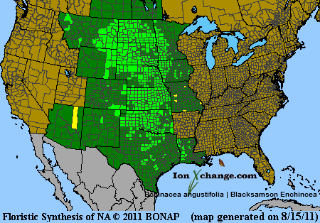 ECHINACEA ANGUSTIFOLIA | Narrow Purple Coneflower