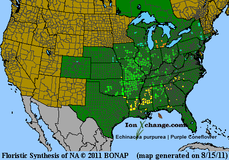 ECHINACEA PURPUREA | Purple Coneflower