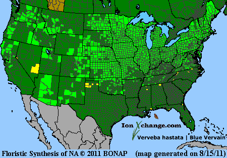 VERBENA HASTATA | Blue Vervain