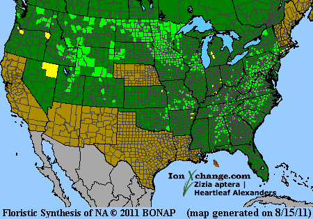 ZIZIA APTERA | Heartleaf Alexanders