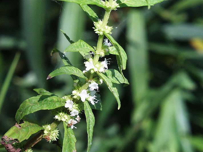 Craft Supplies & Tools Floral & Garden Crafts Home & Hobby rough ...