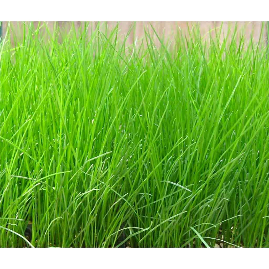 Bonsai 3000 Dwarf Tall Fescue