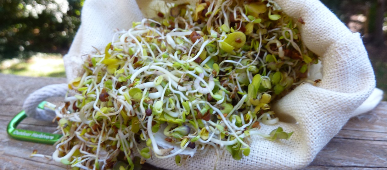 Trail Sprouting | Outdoor Herbivore