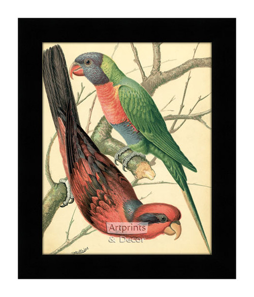 Two Colorful Lory Birds, Framed Art Print by W Rutledge at ...