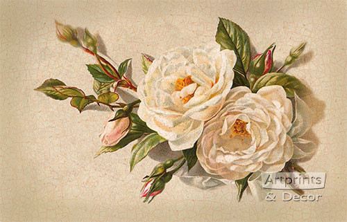 White Roses, Art Print by Catherine Klein at ArtPrintsAndDecor.com