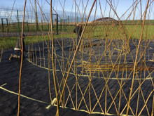 12m Diameter Willow Maze with Dome at Centre - Yorkshire Willow Online Shop