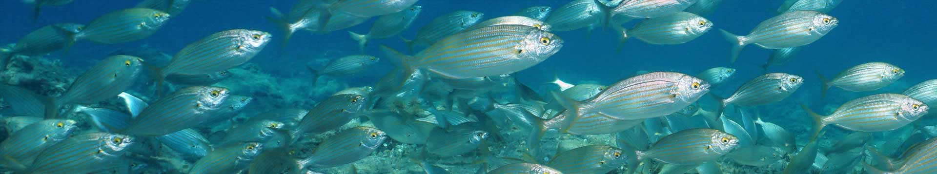 Fishing Attractants - Fishing Scents | Fishing Tackle Shop