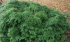 Tsuga canadensis ' Jeddeloh ' Dwarf Canadian Hemlock - Kigi Nursery
