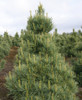 Pinus cembra ' Westerstede ' Dwarf Upright Swiss Stone Pine - Kigi Nursery