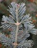 Abies lasiocarpa ' Glacier ' Blue Subalpine Fir - Kigi Nursery