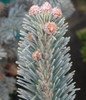 Abies lasiocarpa ' Glacier ' Blue Subalpine Fir - Kigi Nursery