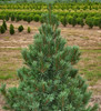 Pinus flexilis ' Vanderwolf Pyramid ' Blue Pyramidal Limber Pine - Kigi ...
