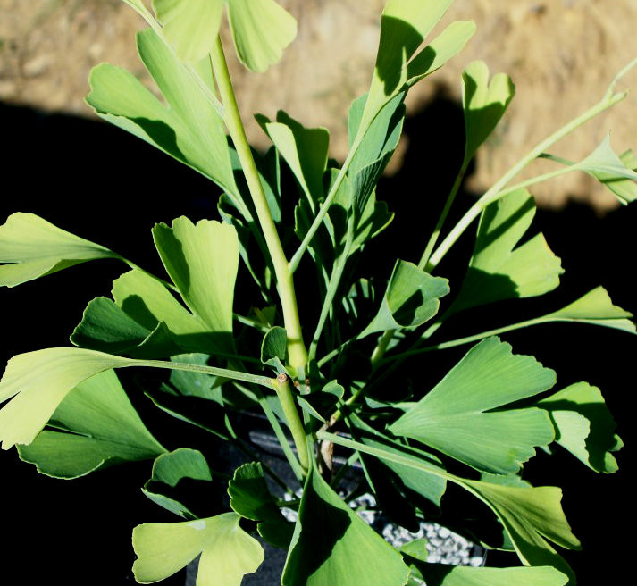 Ginkgo biloba ' Green Pagoda ' Miniature Maidenhair Tree - Kigi Nursery