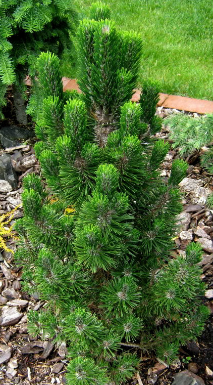 Pinus thunbergiana ' Kotobuki ' Dwarf Japanese Black Pine - Kigi Nursery