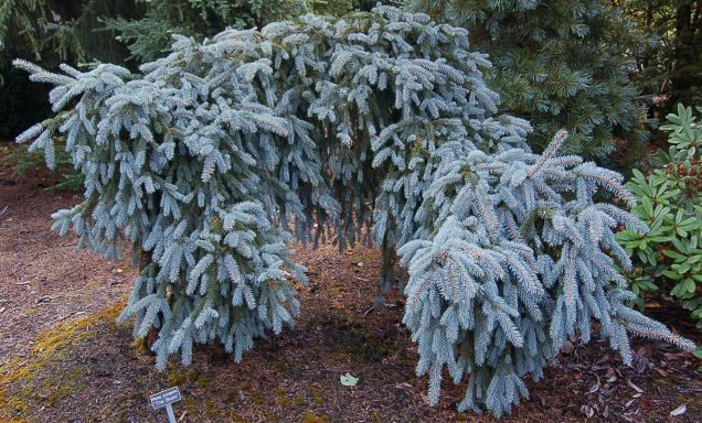 Picea pungens ' The Blues ' Weeping Colorado Blue Spruce - Kigi Nursery
