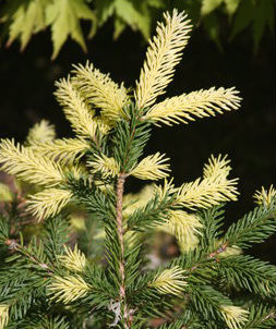 Picea abies ' Perry's Gold ' Golden Dwarf Norway Spruce - Kigi Nursery