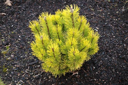 Pinus mugo ' Winter Sonne ' Dwarf Golden Mugo Pine - Kigi Nursery