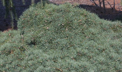 Pinus sylvestris ' Repens ' Miniature Creeping Scot's Pine - Kigi Nursery