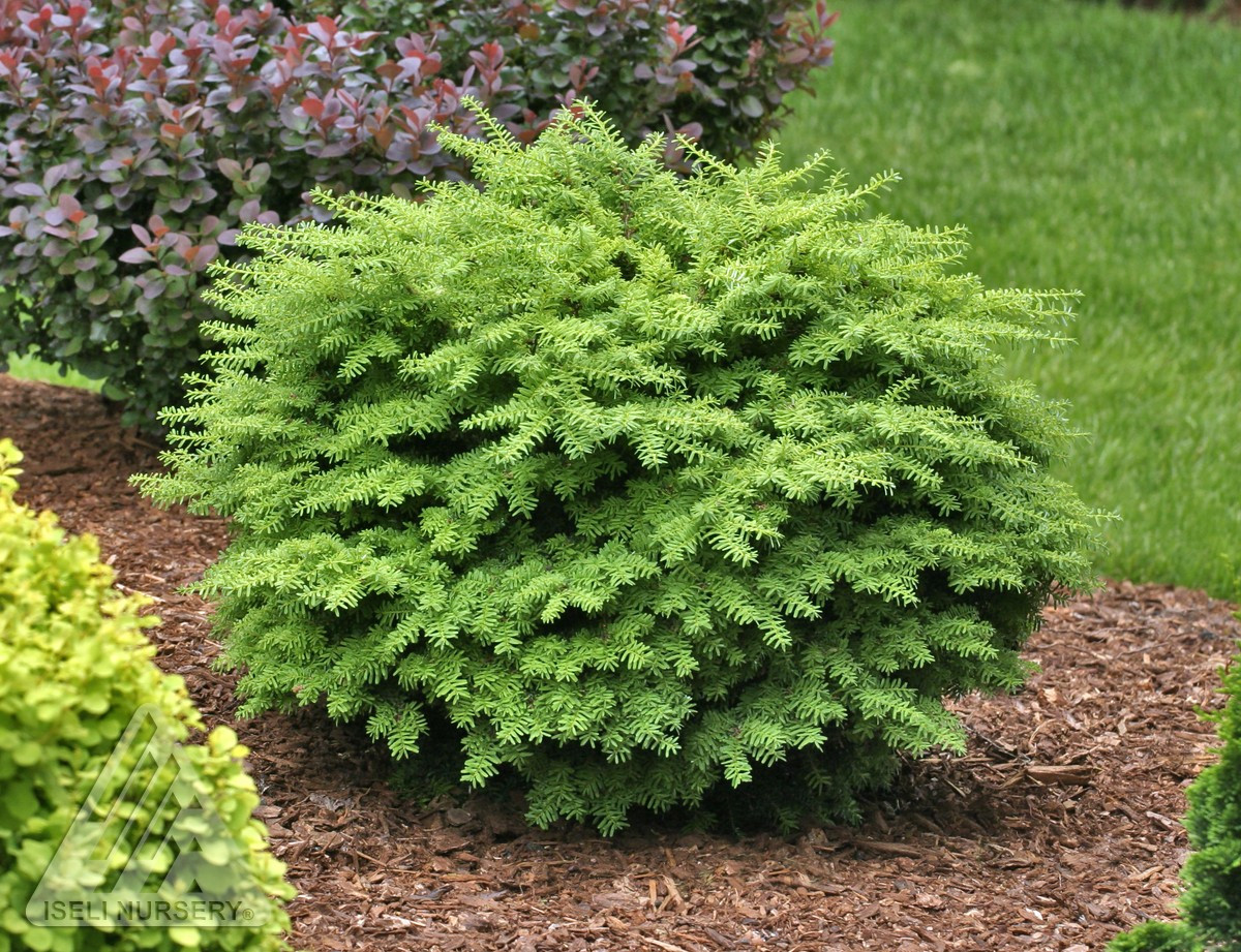 Tsuga diversifolia ' Loowit ' Dwarf Northern Japanese Hemlock - Kigi ...