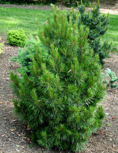 Pinus contorta ' Willow Creek ' Dwarf Shore Pine - Kigi Nursery