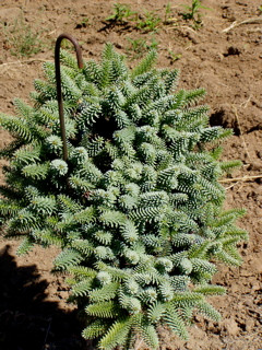 Abies pinsapo ' Glauca ' Blue Spanish Fir - Kigi Nursery