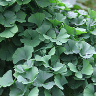 Ginkgo biloba ' Green Pagoda ' Miniature Maidenhair Tree - Kigi Nursery