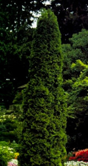 Thuja Occidentalis Zmatlik Narrow Upright American Arborvitae
